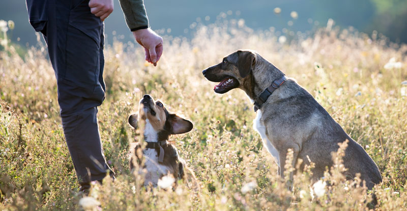 How Do Animals Use Their Senses To Communicate Carolina s Module For 